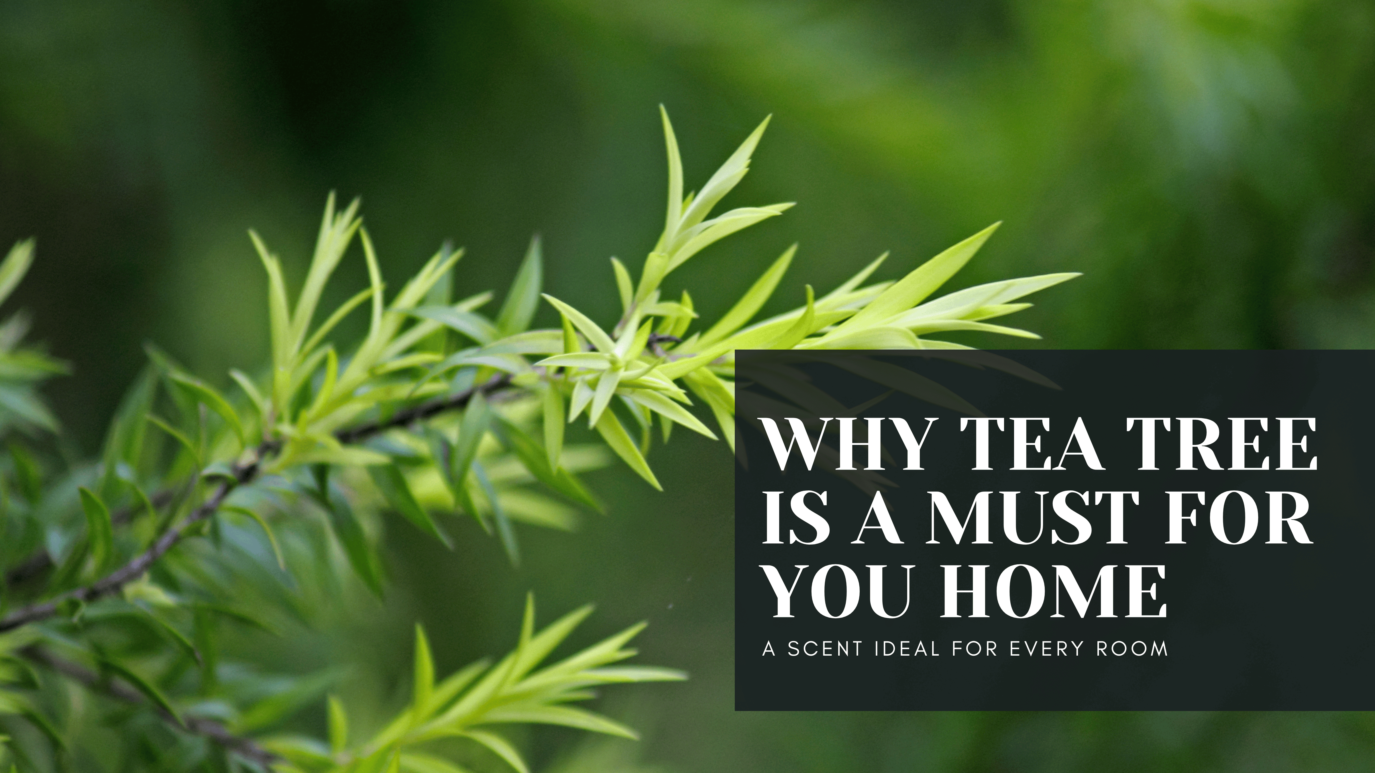 Why Tea Tree Scent is a Must-Have for Your Home – Cherry Blue